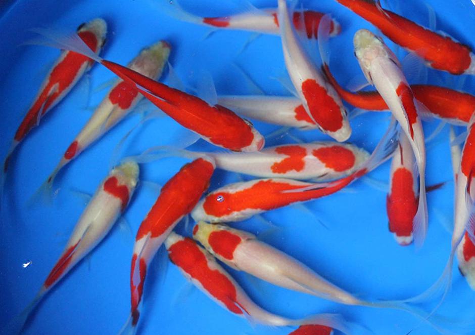 Sarasa Goldfish – LiveKoiForSale