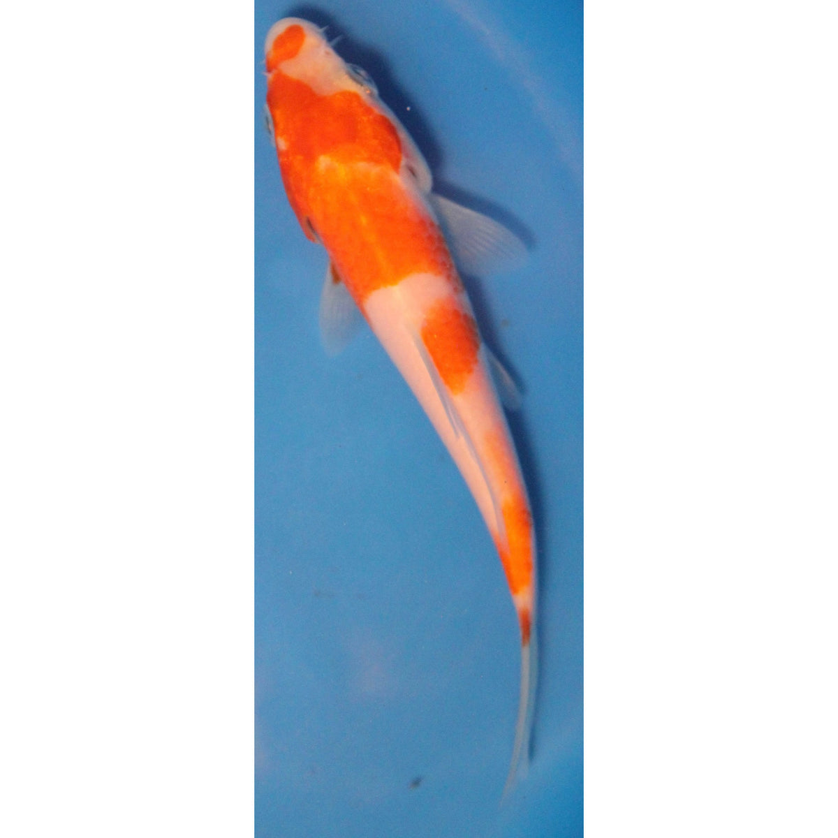 5 inch Kohaku koi – LiveKoiForSale