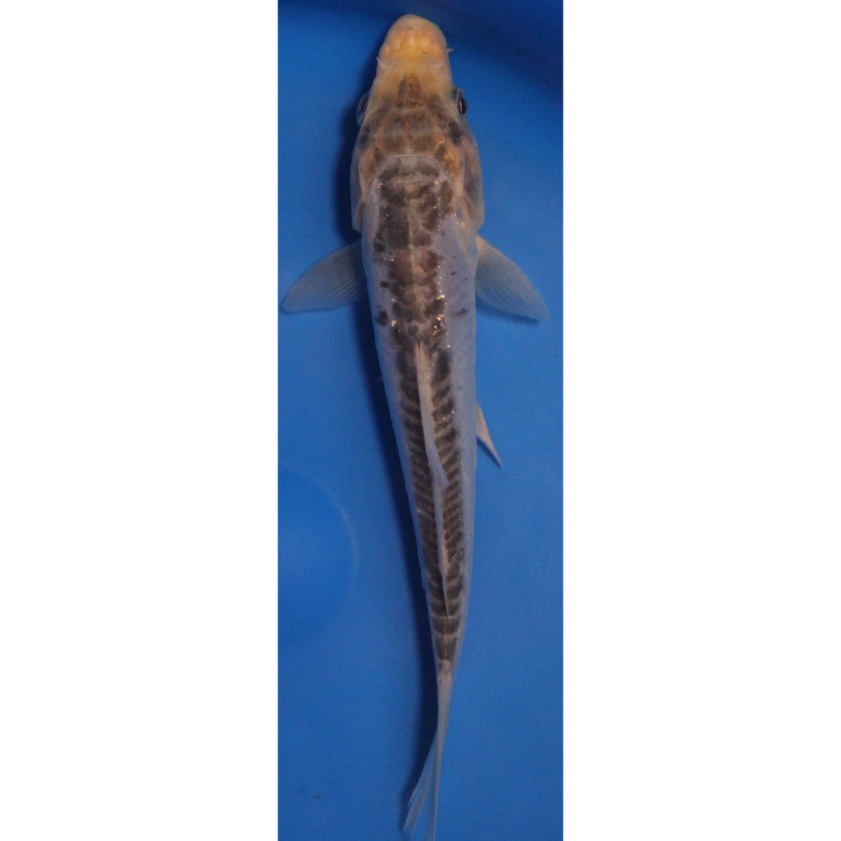 6 inch blue doitsu koi – LiveKoiForSale