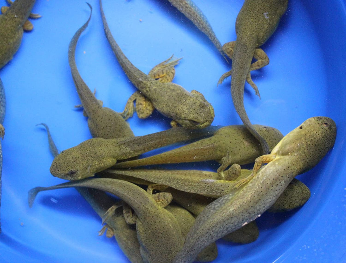 25 Pack Bullfrog Tadpoles (Free Shipping) – LiveKoiForSale